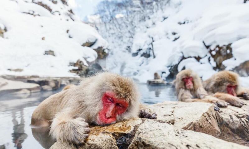 HOTEL LA VIGNE HAKUBA by Onko Chishin Official Website